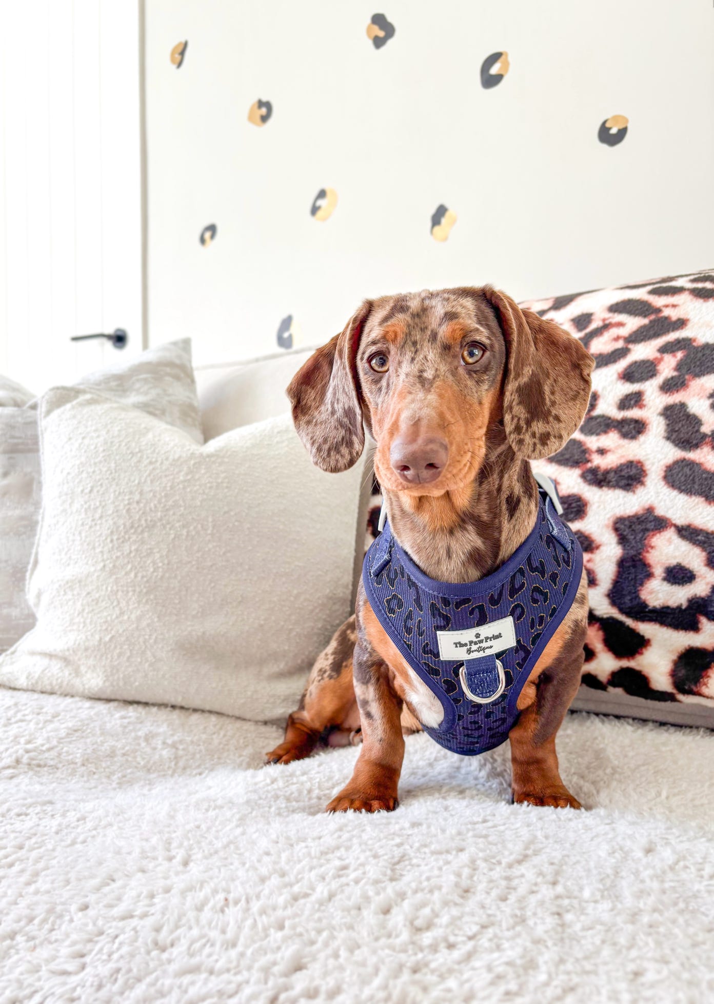 The Luxe Leopard (Navy) Collection – The Paw Print Boutique